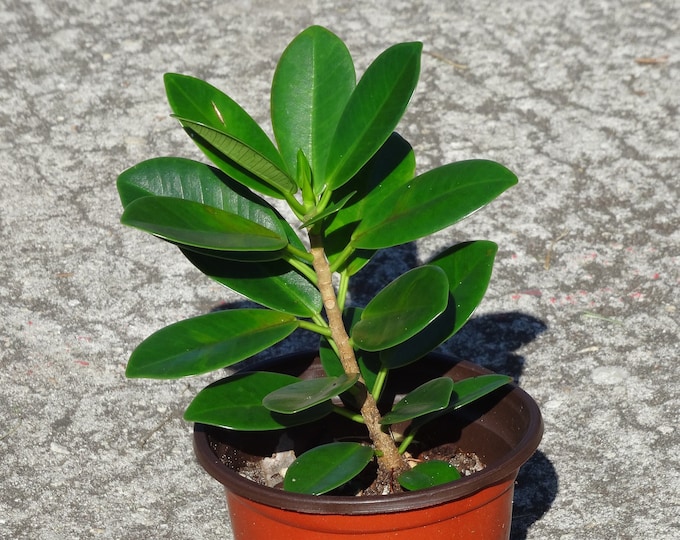 Dwarf Green Island Ficus Microcarpa 4" - Etsy