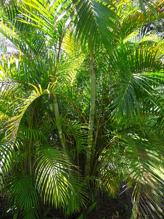 Areca Butterfly Palm Aka Golden Cane Palm or Dypsis - Etsy