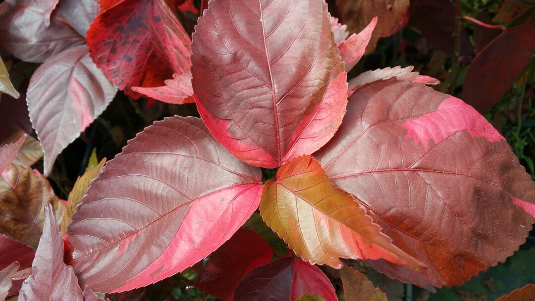 Copperleaf Plant Acalypha Wilkesiana 4 - Etsy