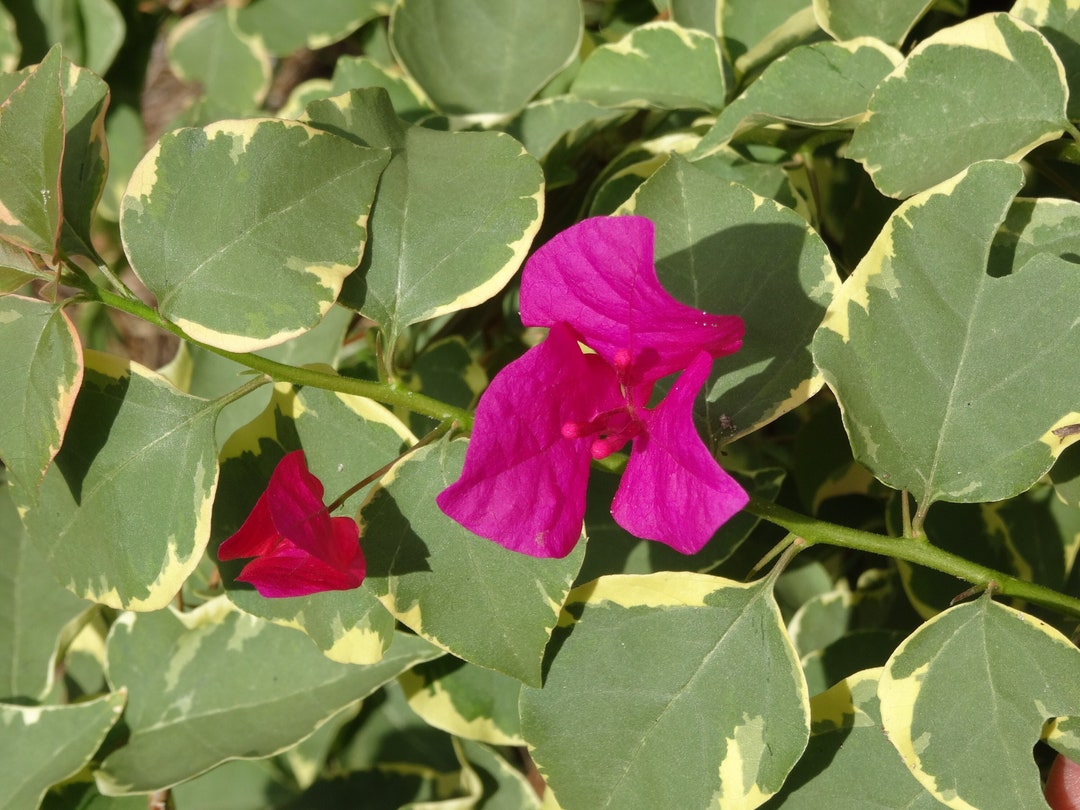 8 Bougainvillea Raspberry Ice Plant CUTTINGS - Etsy