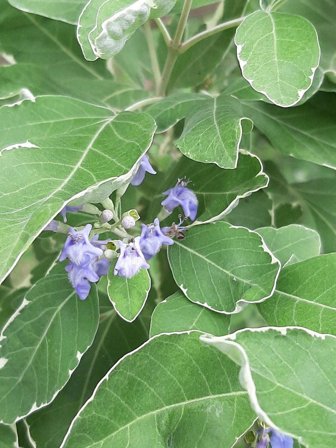 Variegated Chaste Tree, Vitex Trifolia, 4 - Etsy