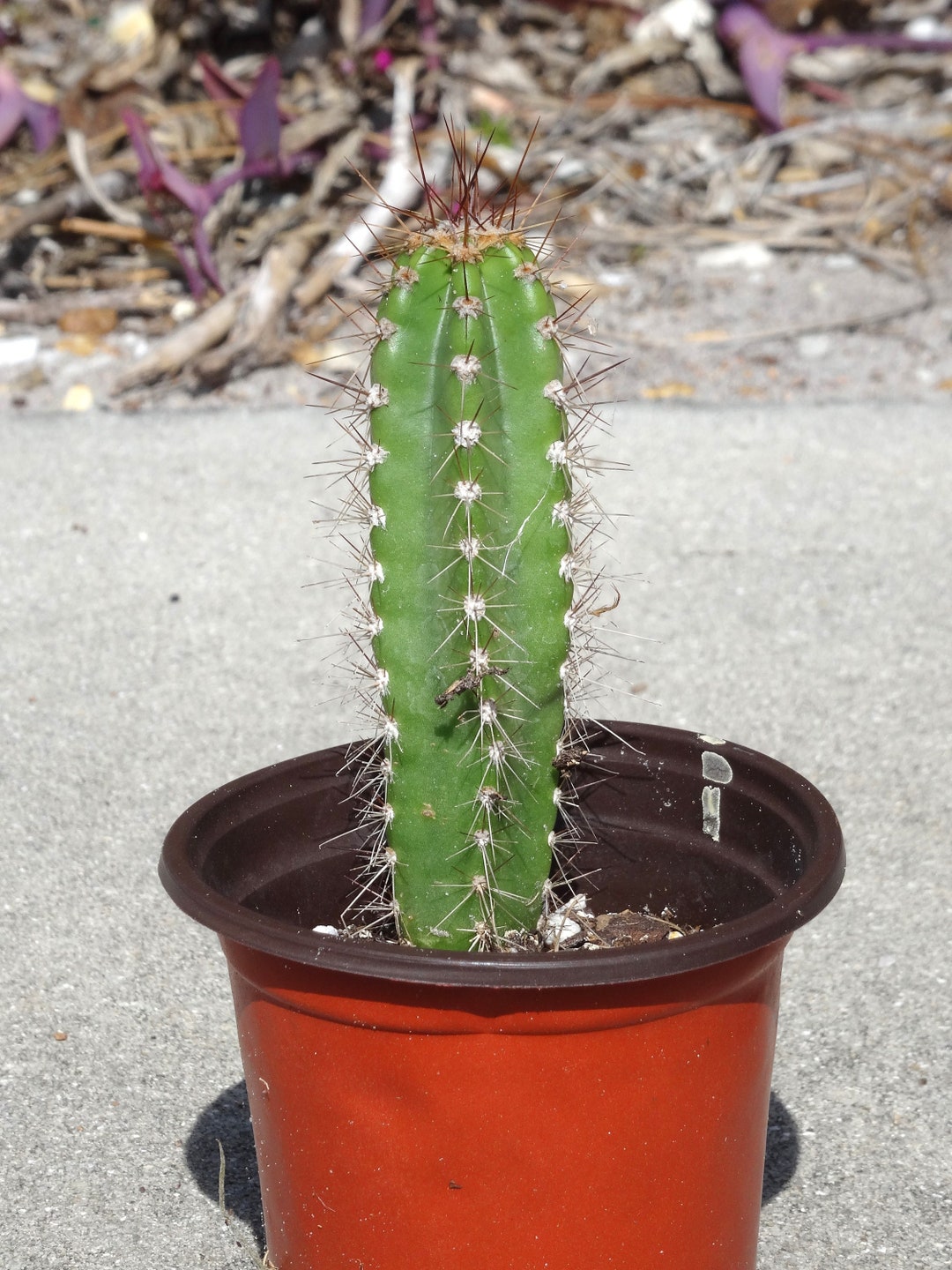 Baseball Bat Cactus, Neoraimondia Herzogiana, 4" - Etsy