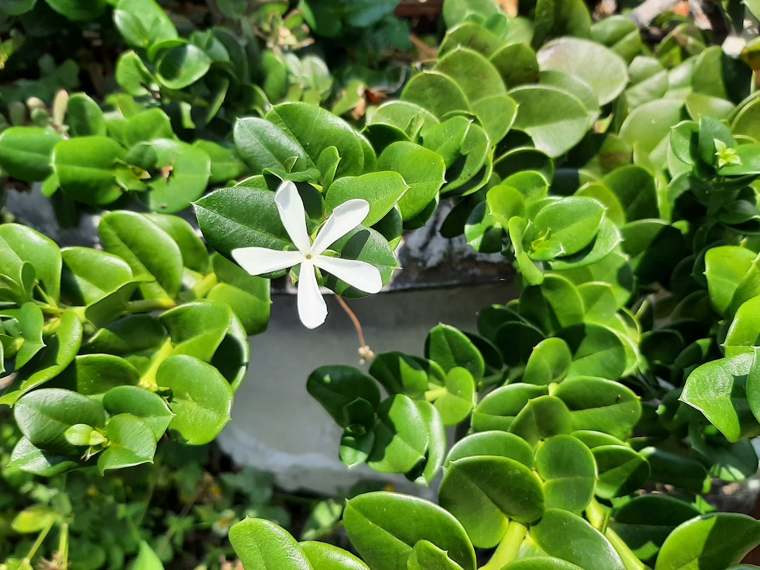 4 Dwarf Natal Plum Carissa Macrocarpa Emerald Blanket CUTTINGS - Etsy