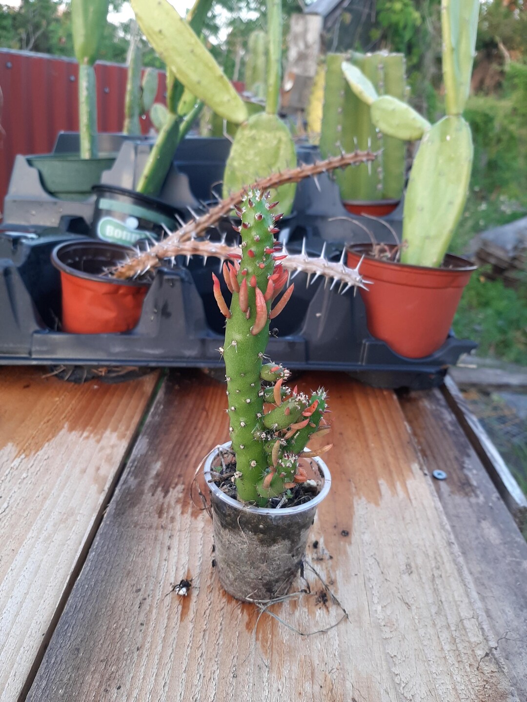 Eve's Needle Cactus, Austrocylindropuntia Subulata, 2" - Etsy