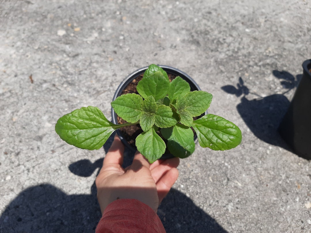 African Potato Mint Plectranthus 4" - Etsy