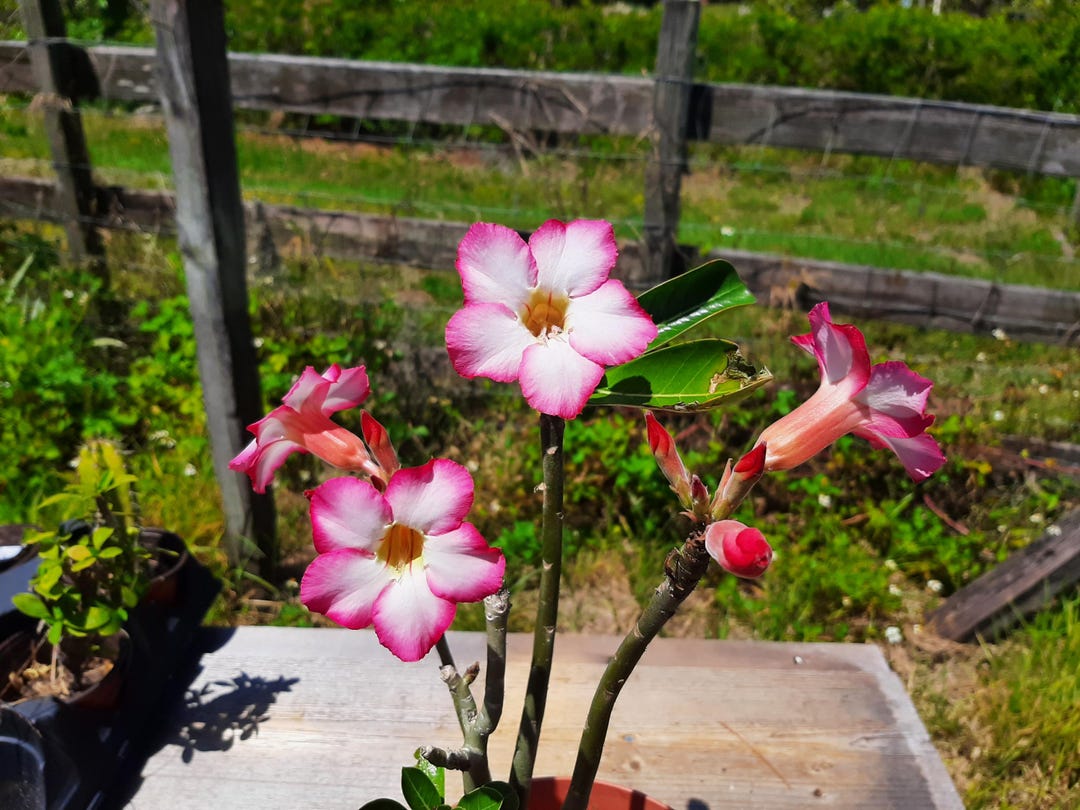 Desert Rose, Adenium Obesum, Assorted Colors, 4" - Etsy
