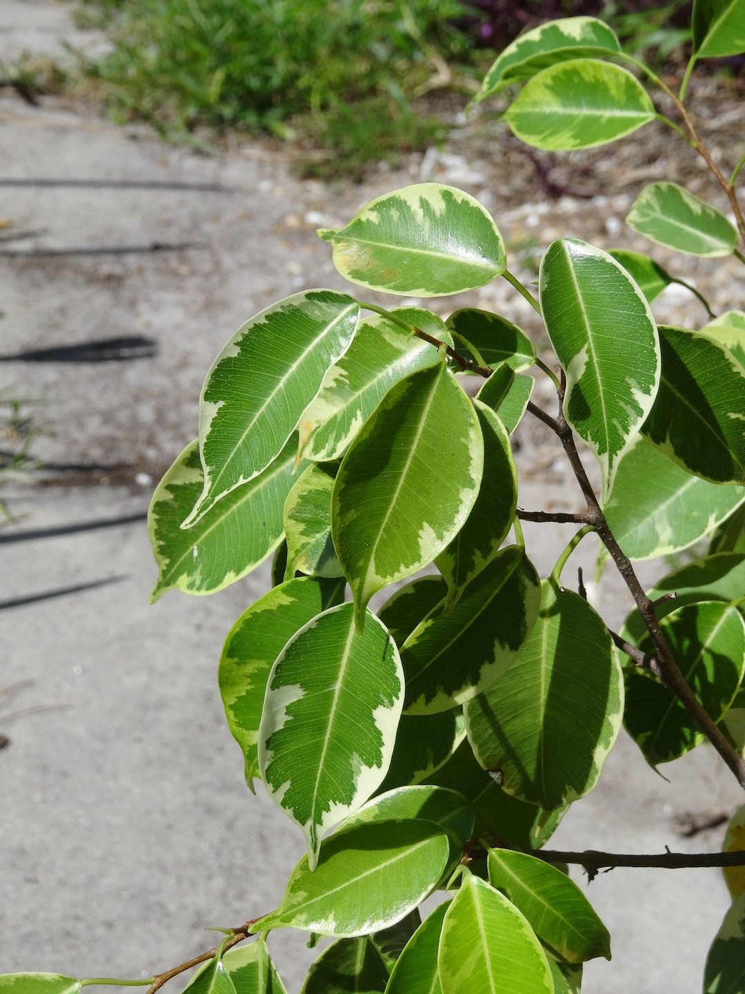Variegated Weeping Ficus Benjamina 4 - Etsy