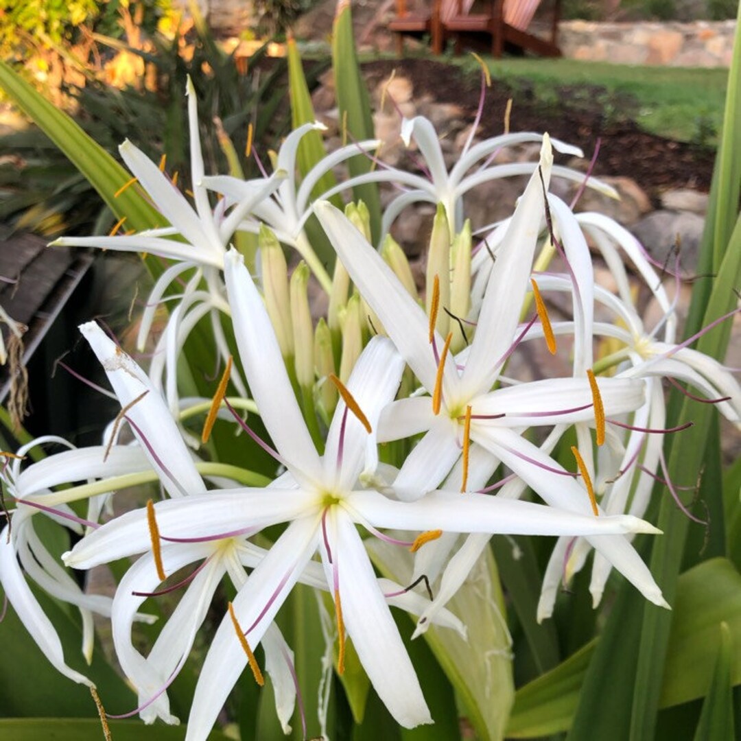 2 Giant Crinum Asiaticum Lily Seedlings - Etsy