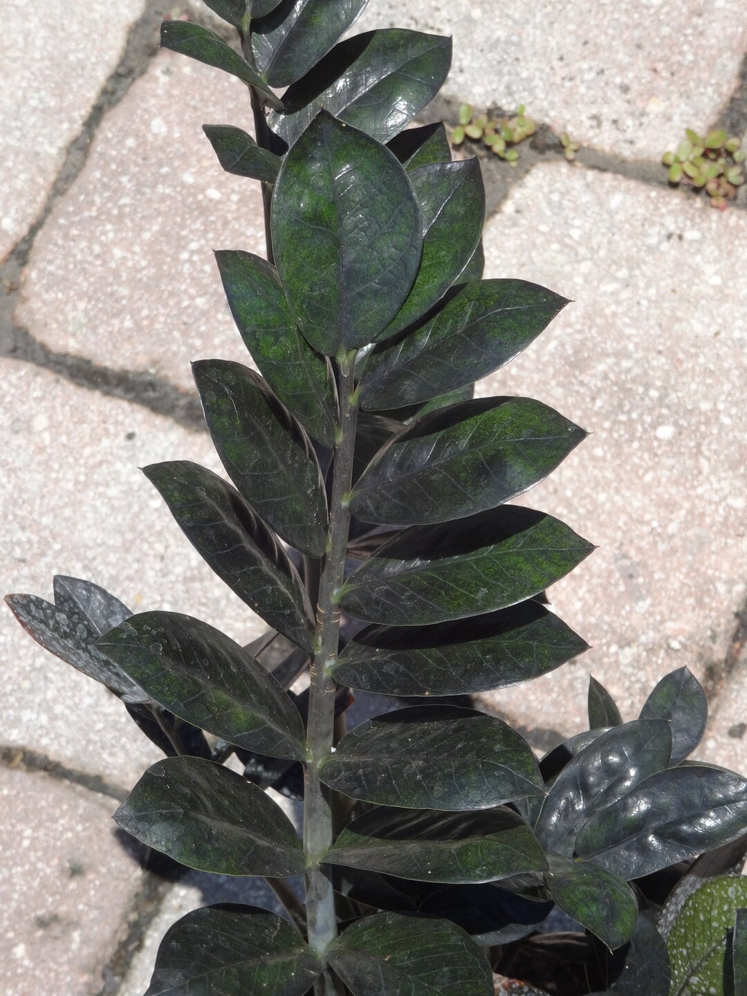 Black ZZ Raven 4" - Etsy