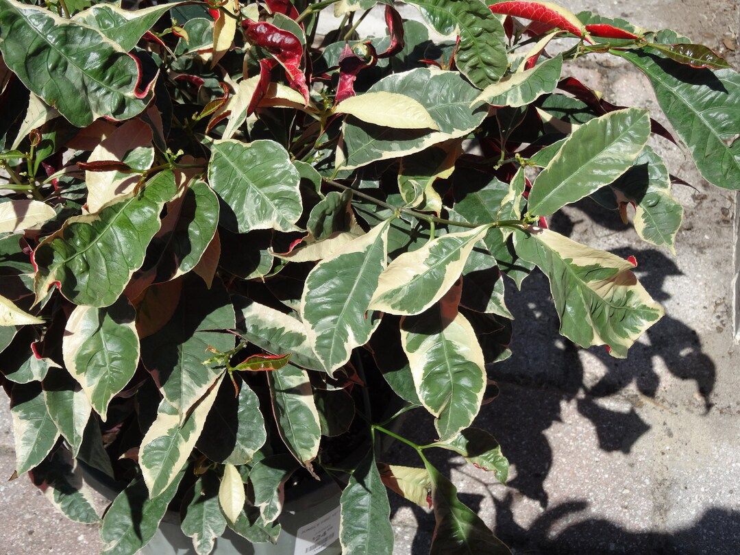 Firestorm Chinese Croton Excoecaria Cochinchinensis Plant, 4" - Etsy