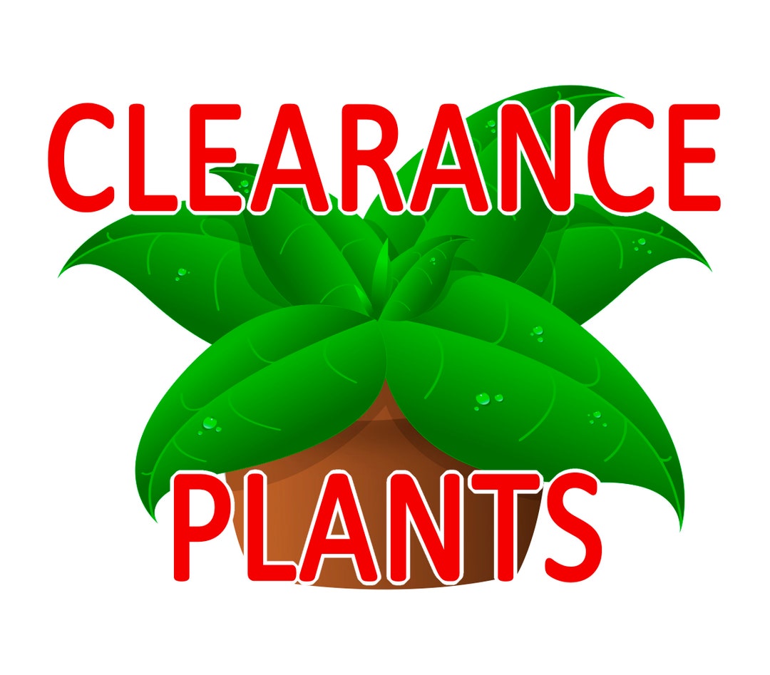 Clearance Plants - Etsy
