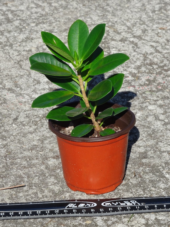 Dwarf Green Island Ficus Microcarpa 4 Craft Supplies & Tools Home ...