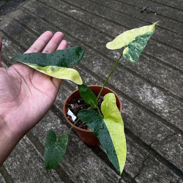 Thaumatophyllum Angela Variegated - Etsy