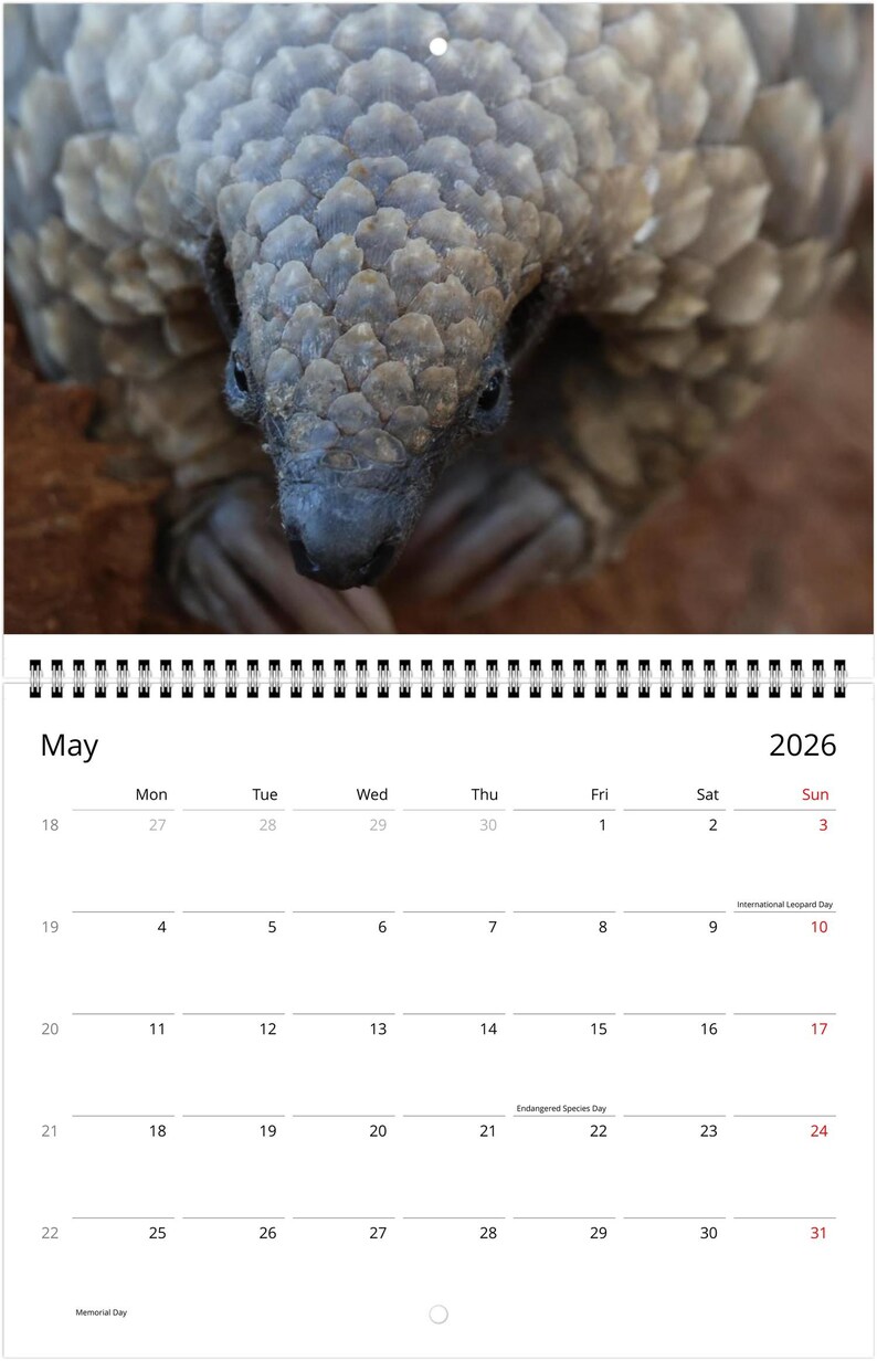 Pangolin Lover's Calendar 2026 - Supporting Conservation - Etsy UK