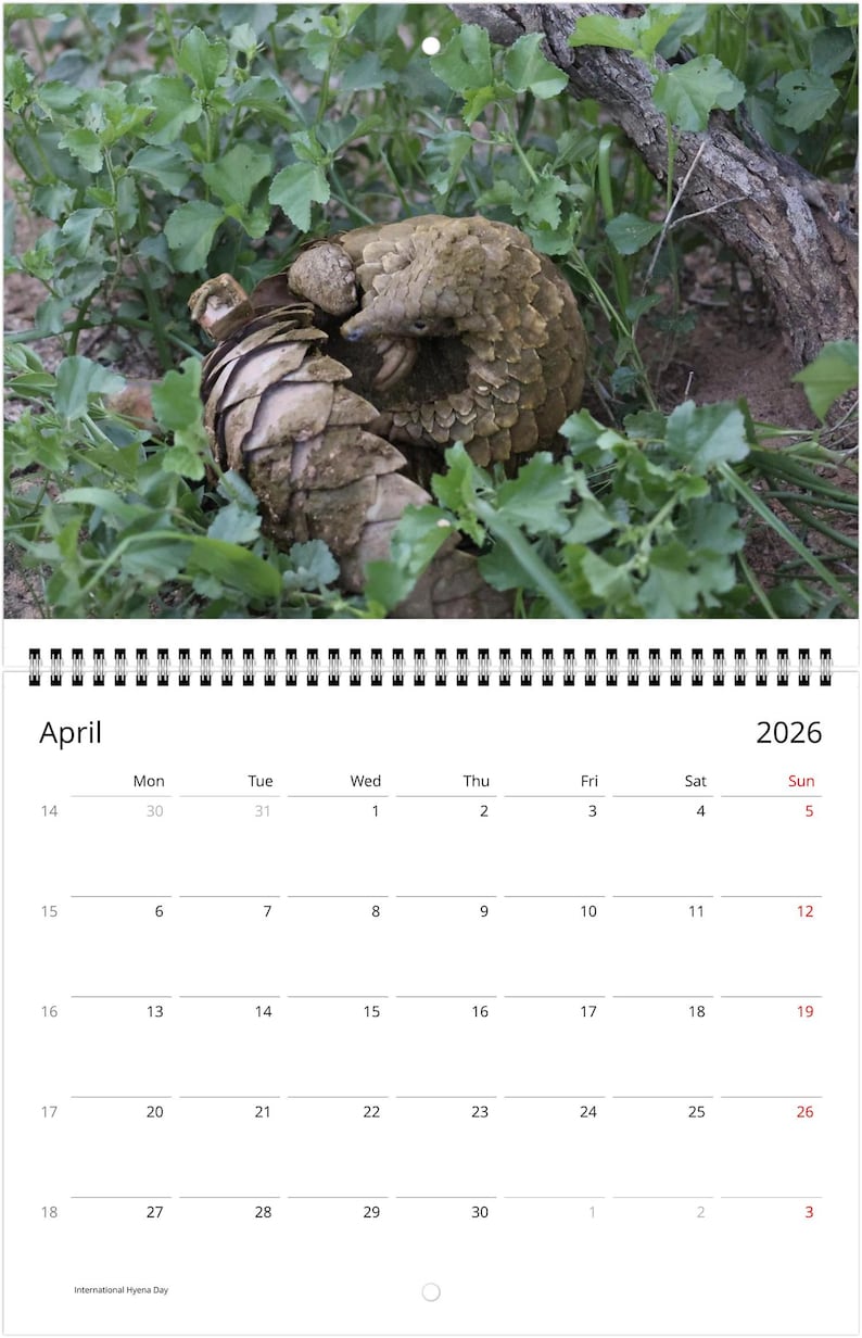 Pangolin Lover's Calendar 2026 - Supporting Conservation - Etsy UK