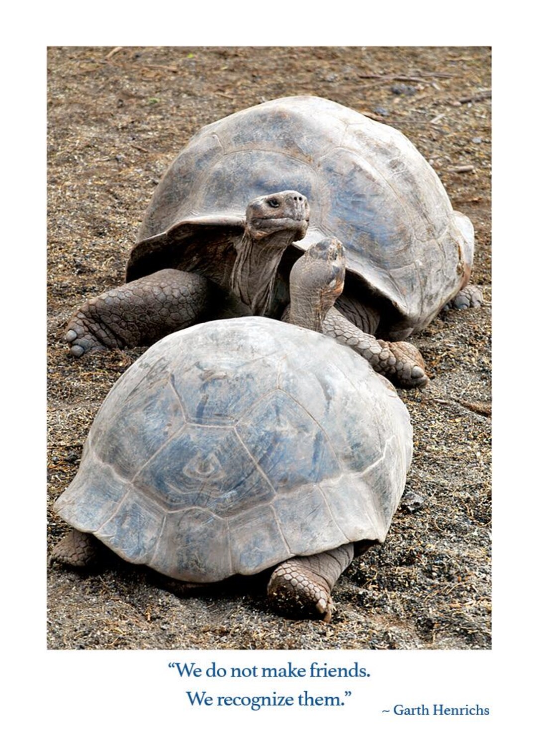 Turtle Friendship Card. "we Do Not Make Friends, We Recognize Them ...