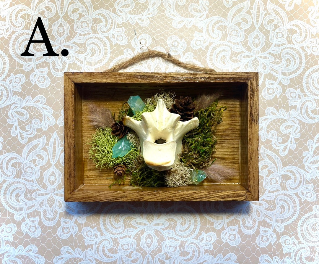 Deer Vertebrae Wall Display. Multiple Styles Available, Oddities ...