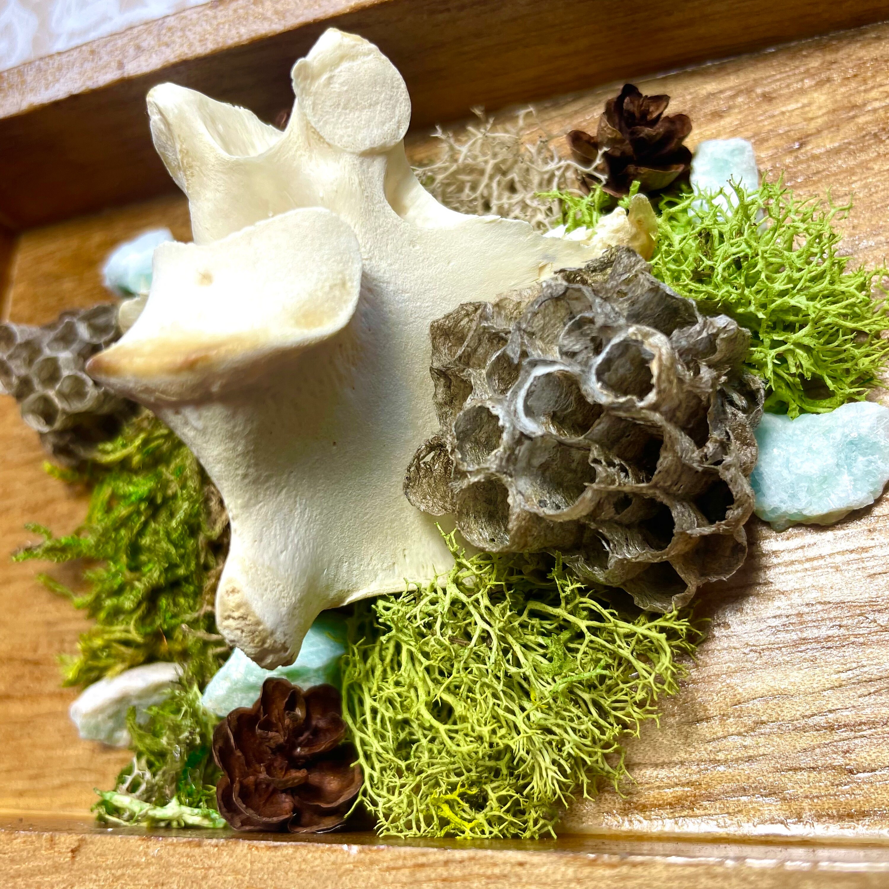 Deer Vertebrae Wall Display. Multiple Styles Available, Oddities ...