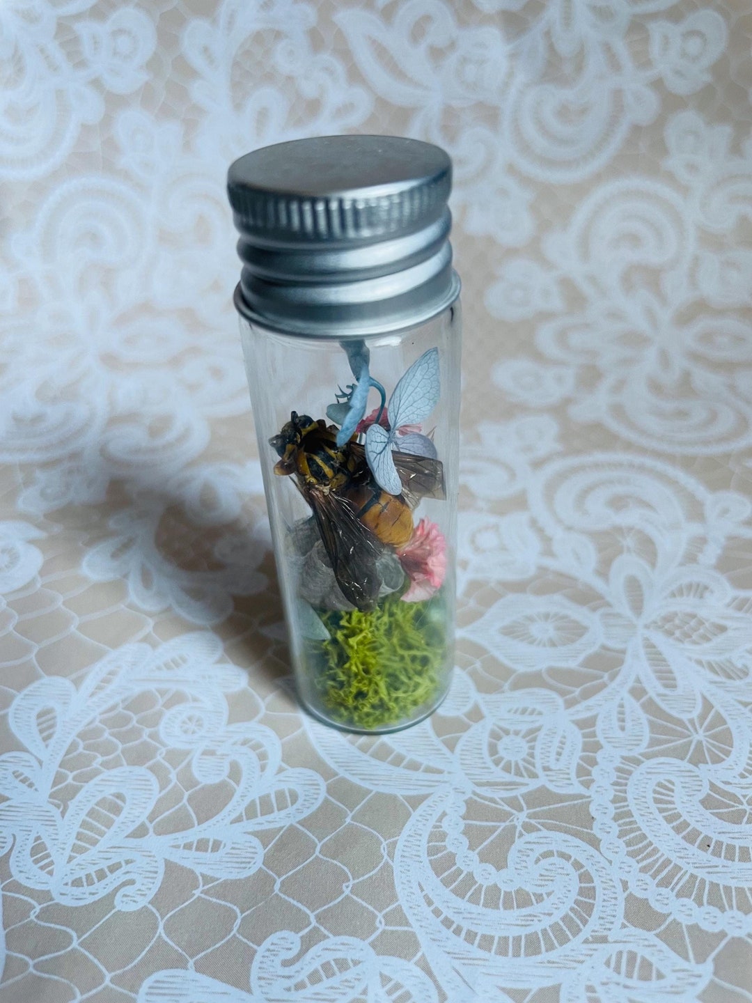 Hornet Specimen in Glass Oddity Vial With Dried Moss, Flowers & Wasp ...