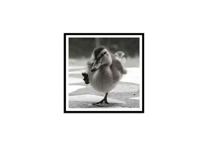 Duck Printable Art, Baby Duckling Photo Print, Black and White Baby ...