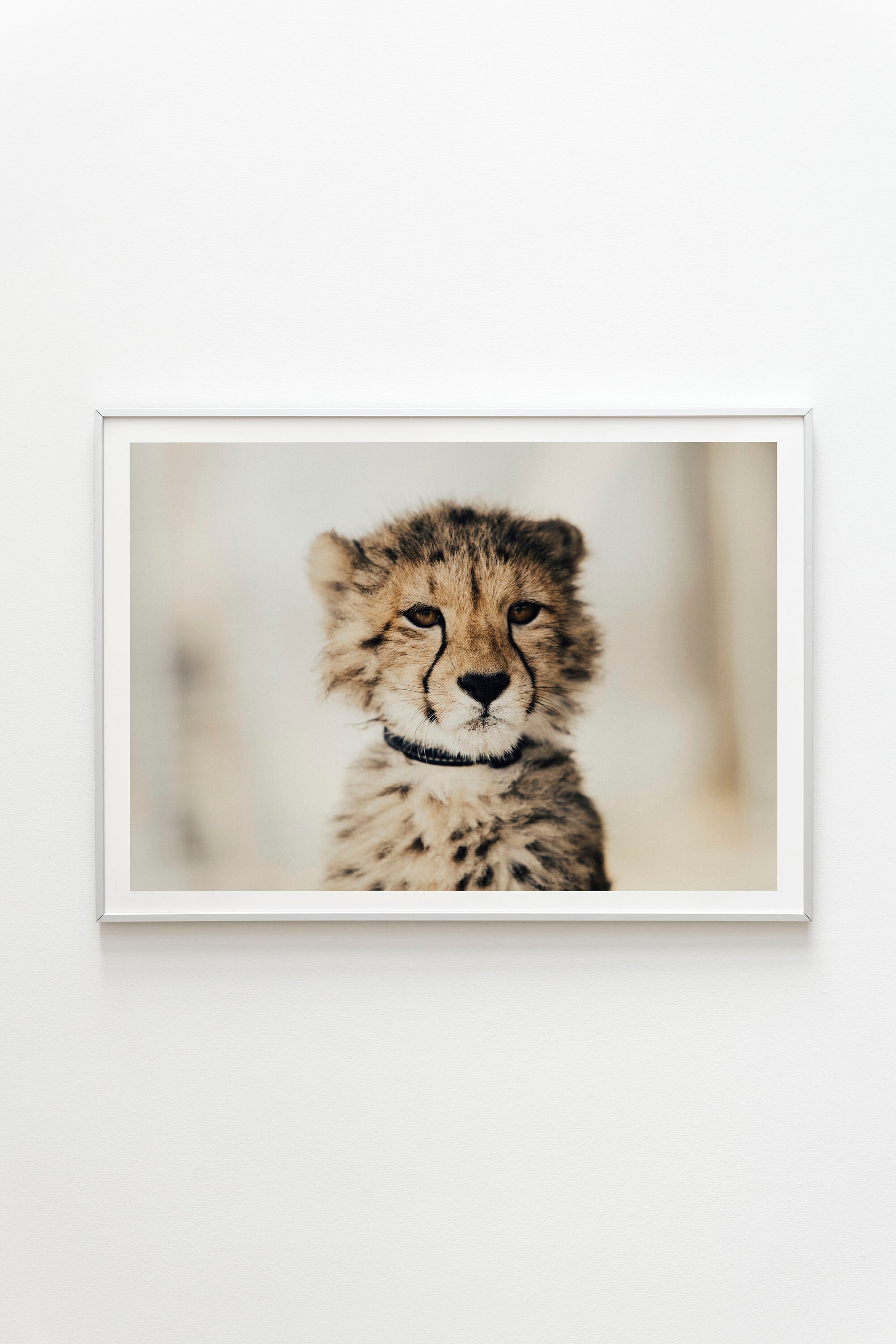 Cheetah Printable Art, Baby Cheetah Photo Print, Baby Cheetah, Wall ...