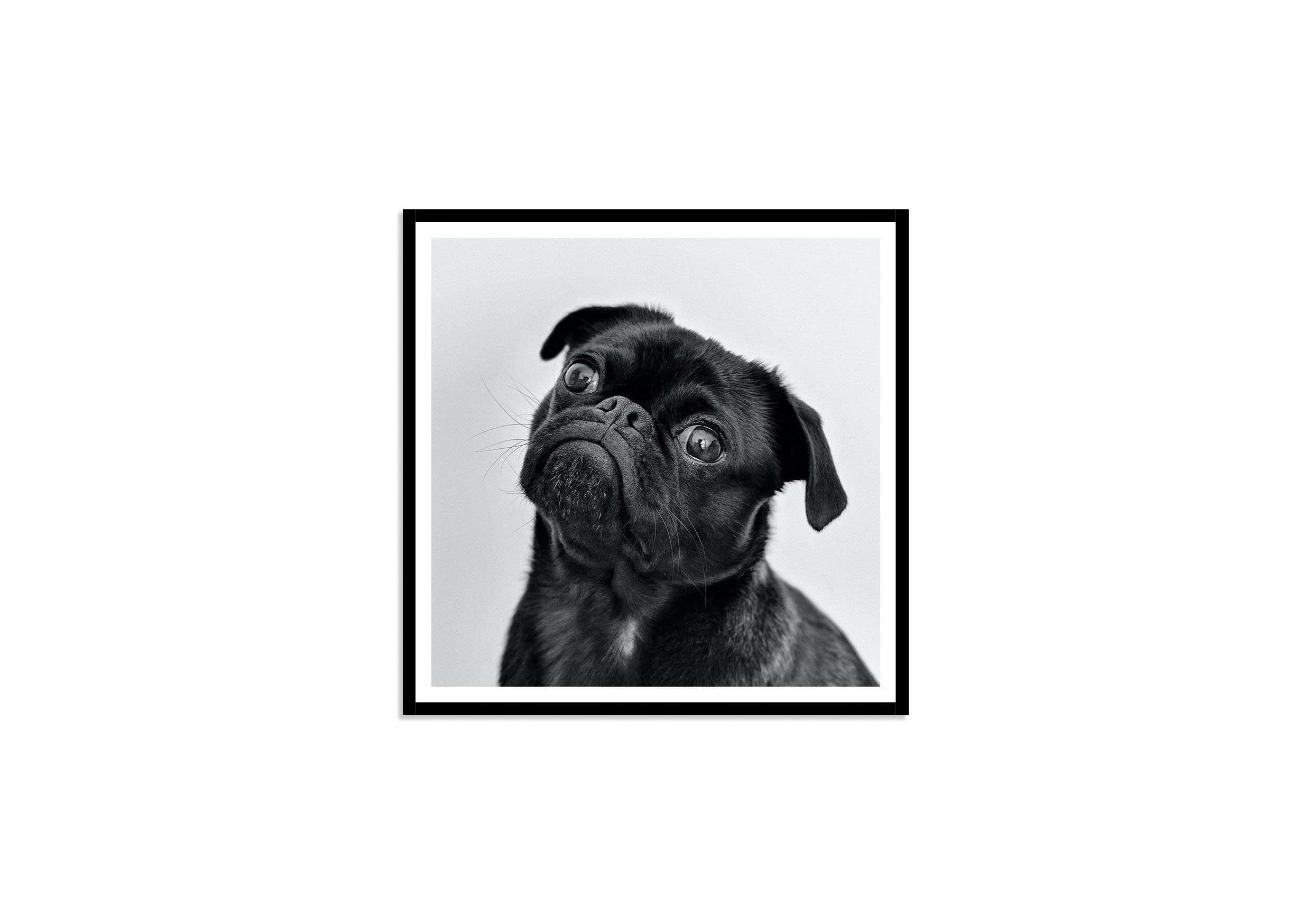 Pug Wall Art, Pug Print, Pug Picture Pug Poster, Dog Art, Dog Print ...