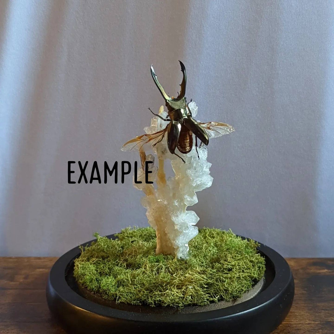 Custom Oddities Display - Etsy