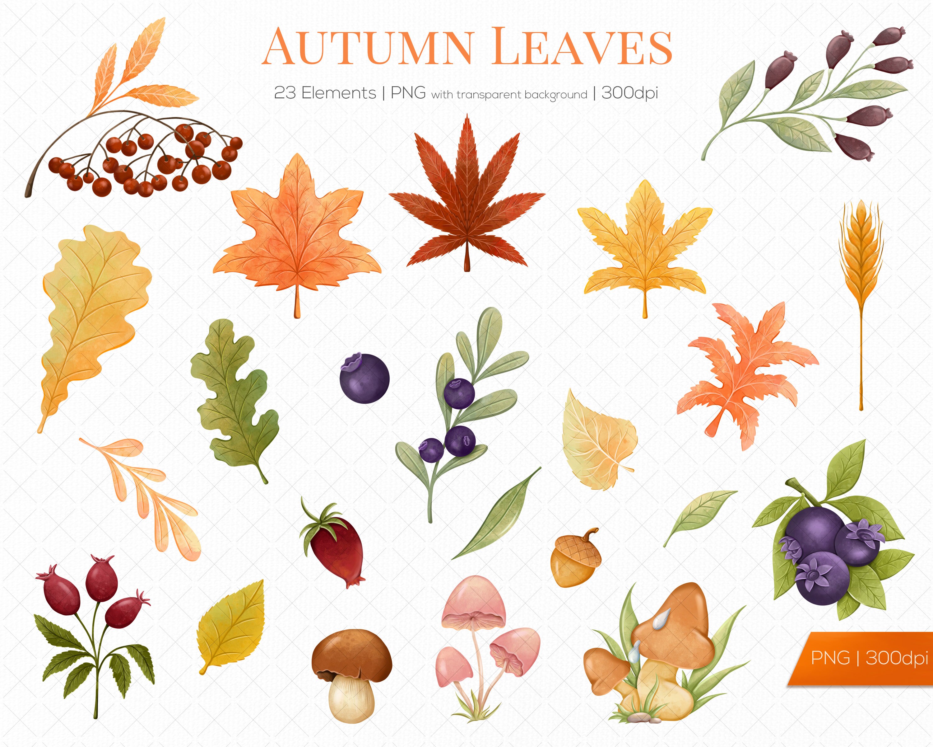 Autumn Leaves Clipart Fall Leaves Clipart Autumn Clipart - Etsy