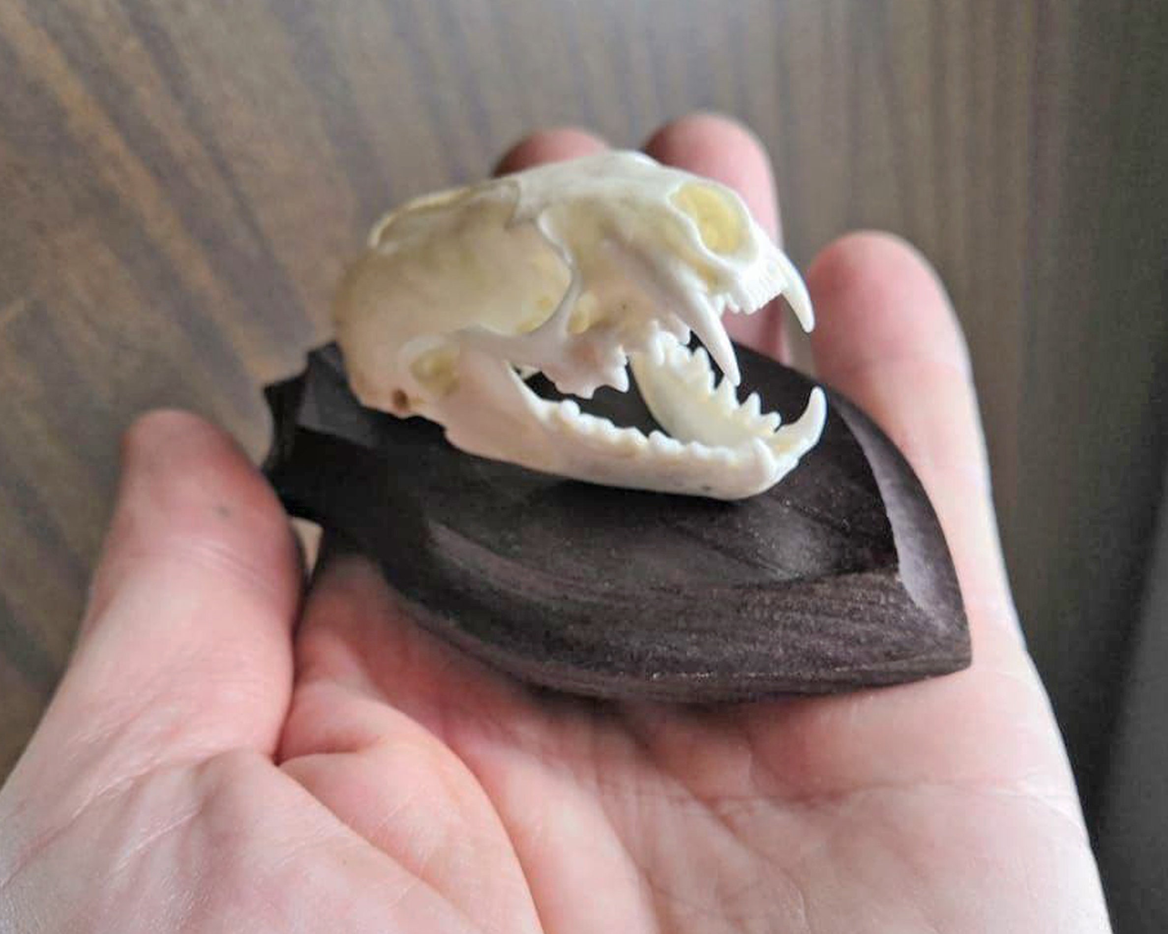 Real animal skull mink Taxidermy oddities Decorative skull | Etsy