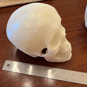 Human Skull Display Model - Etsy