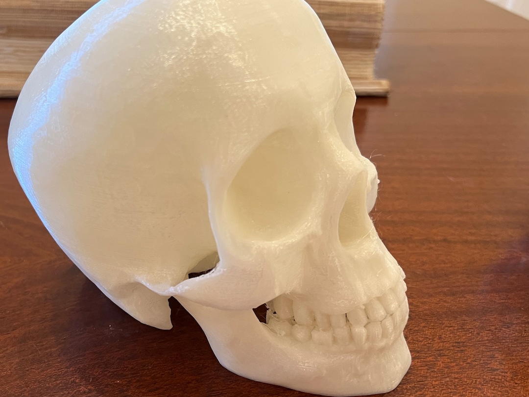 Human Skull Display Model - Etsy