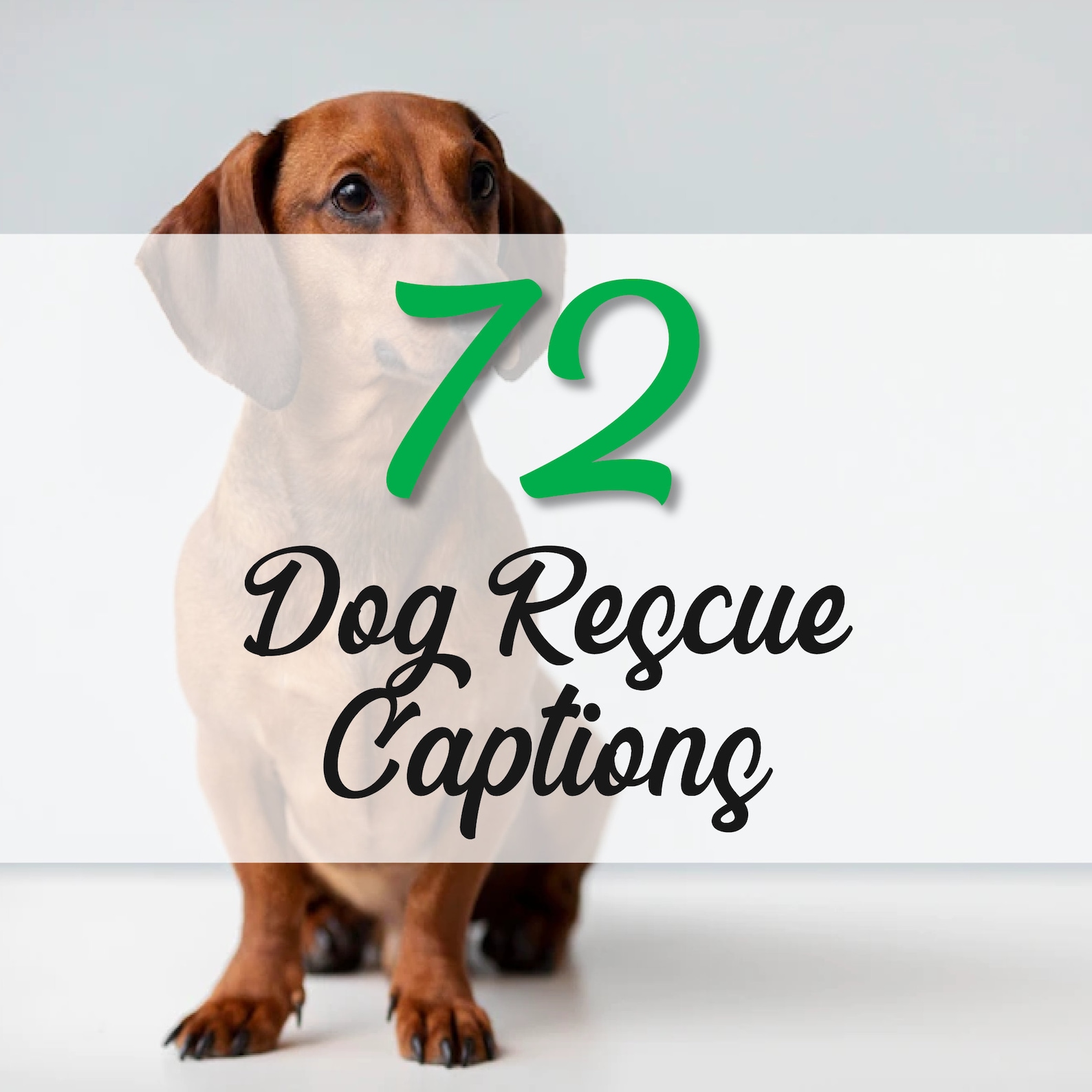72 Dog Rescue Instagram Captions Animal Rescue Canva Templates Pet Love ...