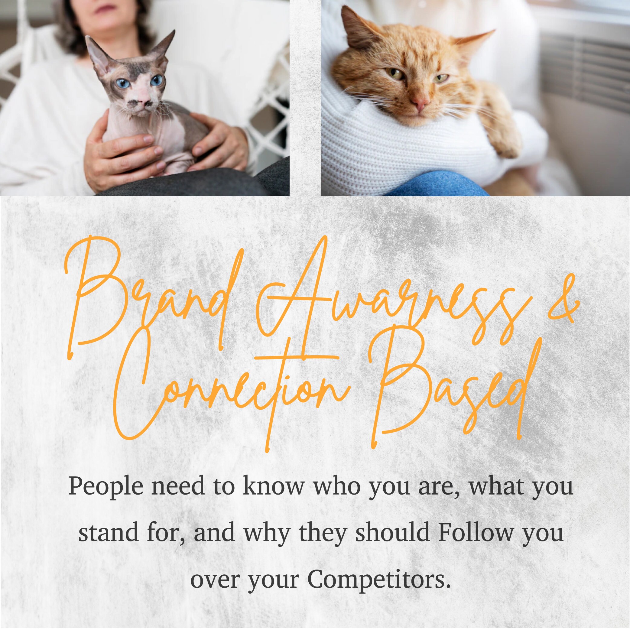 46 Cat Lady Instagram Captions Cat Lovers Pet Canva Templates Best Cat ...