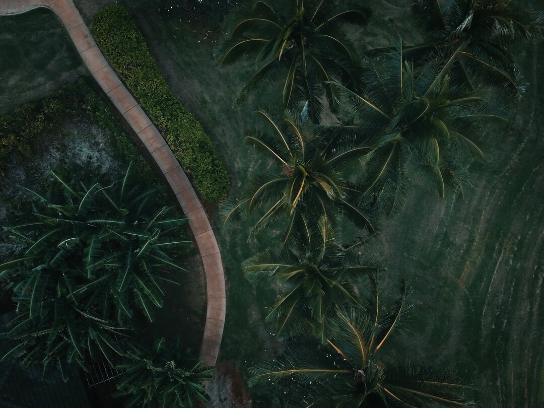 Palms - Palm Trees, Waves, Ocean, Aerial Drone Print - Etsy