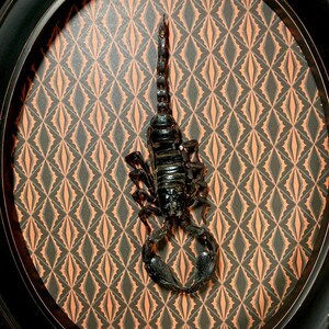 Scorpion Taxidermy Art - Etsy