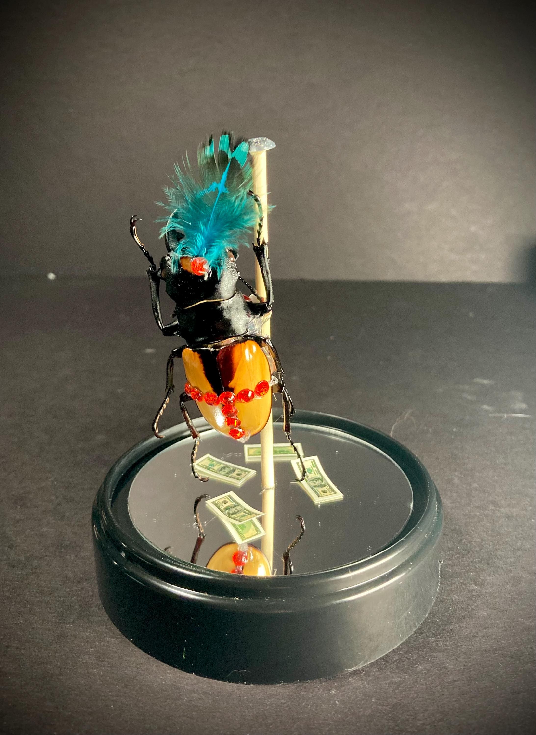 Burlesque Beetles Stripper Bug! - Etsy