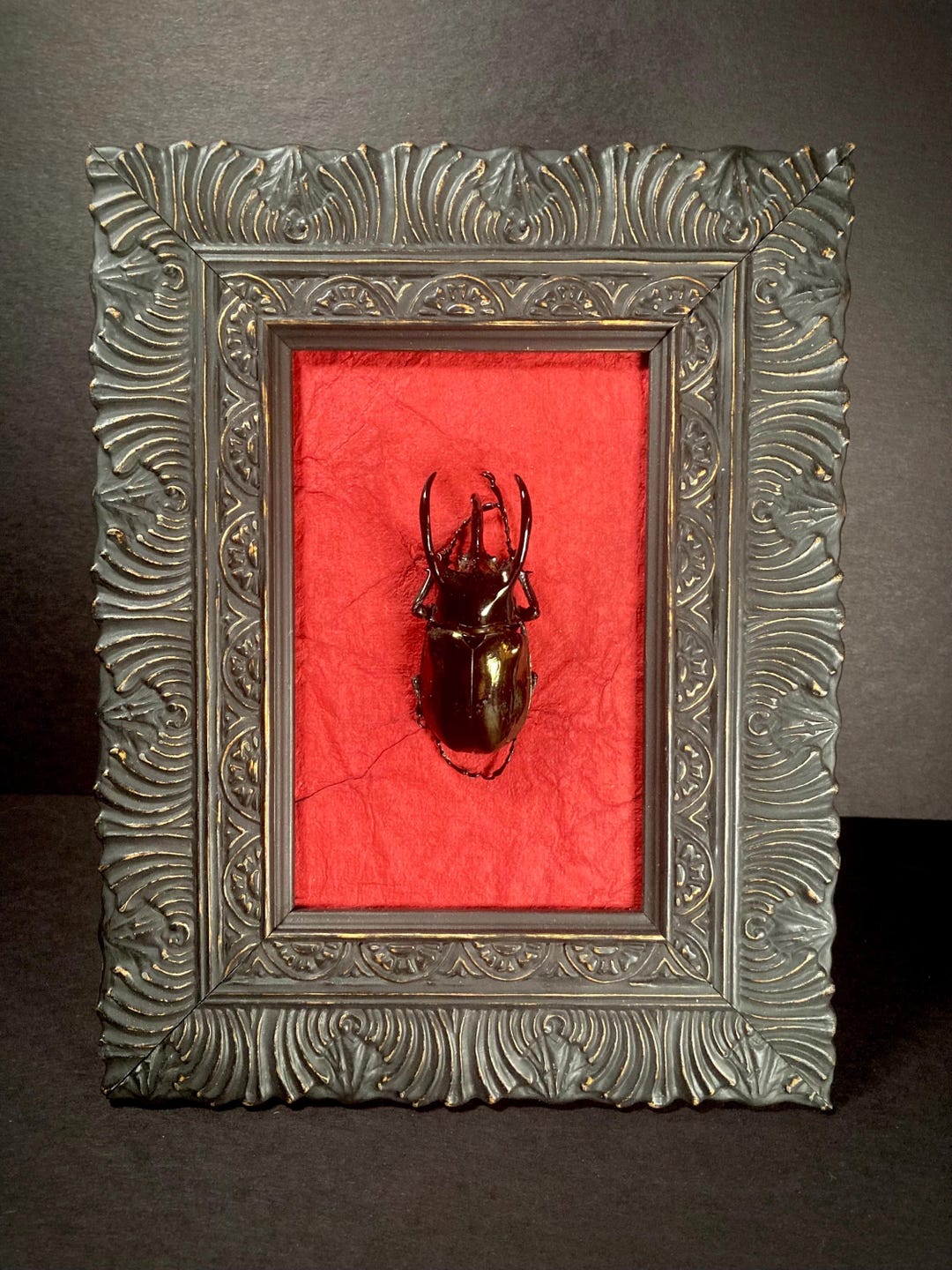 Giant REAL Stag Beetle Mount - Etsy