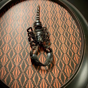 Scorpion Taxidermy Art - Etsy