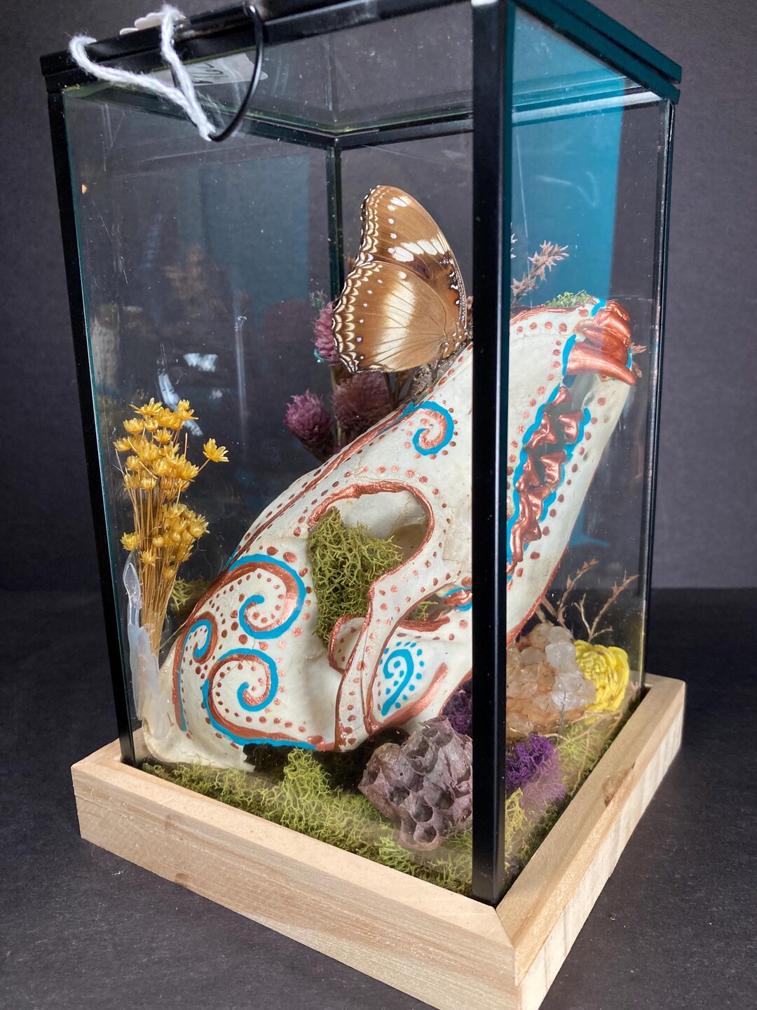Hand Painted Coyote Butterfly Taxidermy Terrarium Oddity Curiosity - Etsy