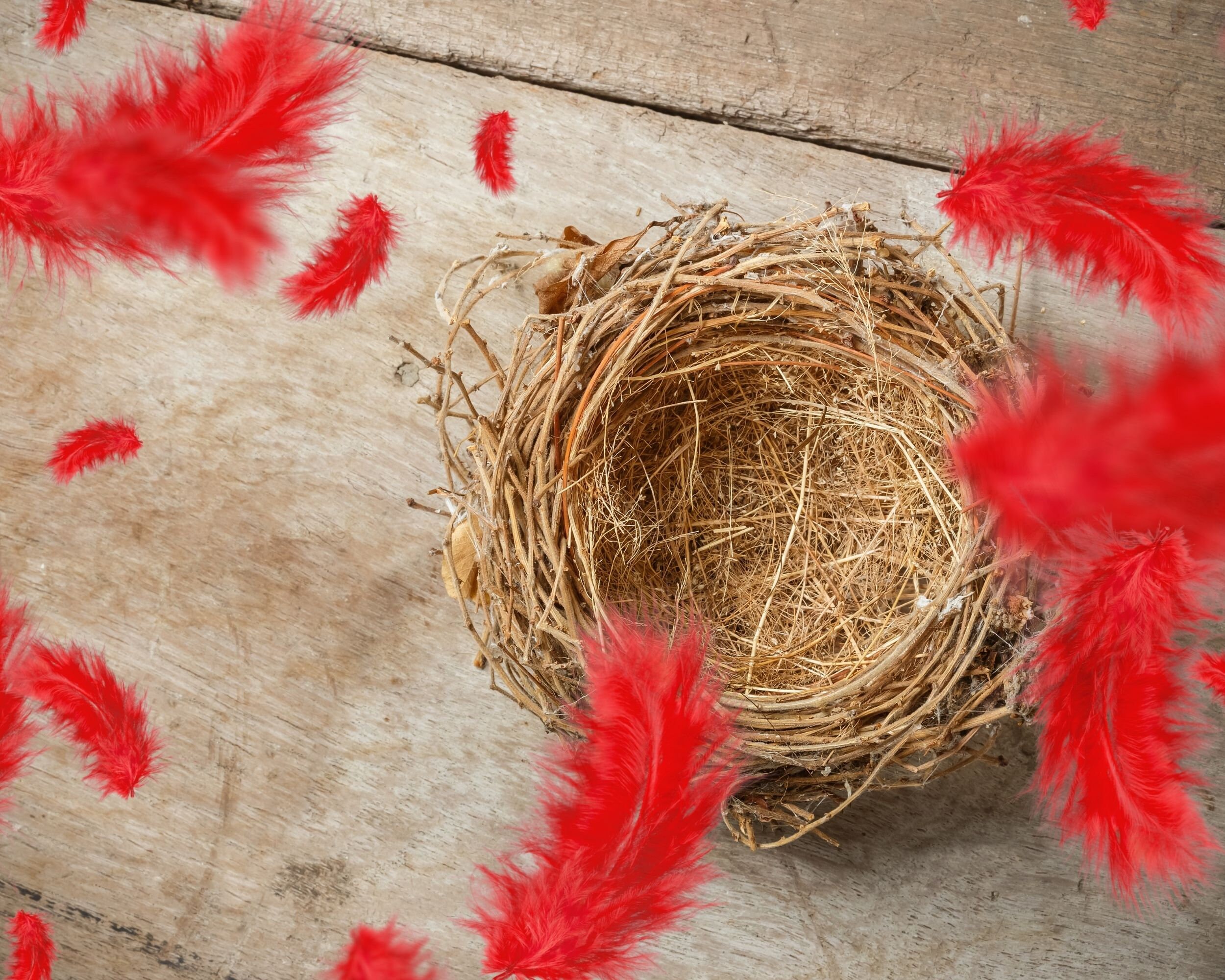 Falling Feathers Overlay Bundle Feather Overlay Black - Etsy