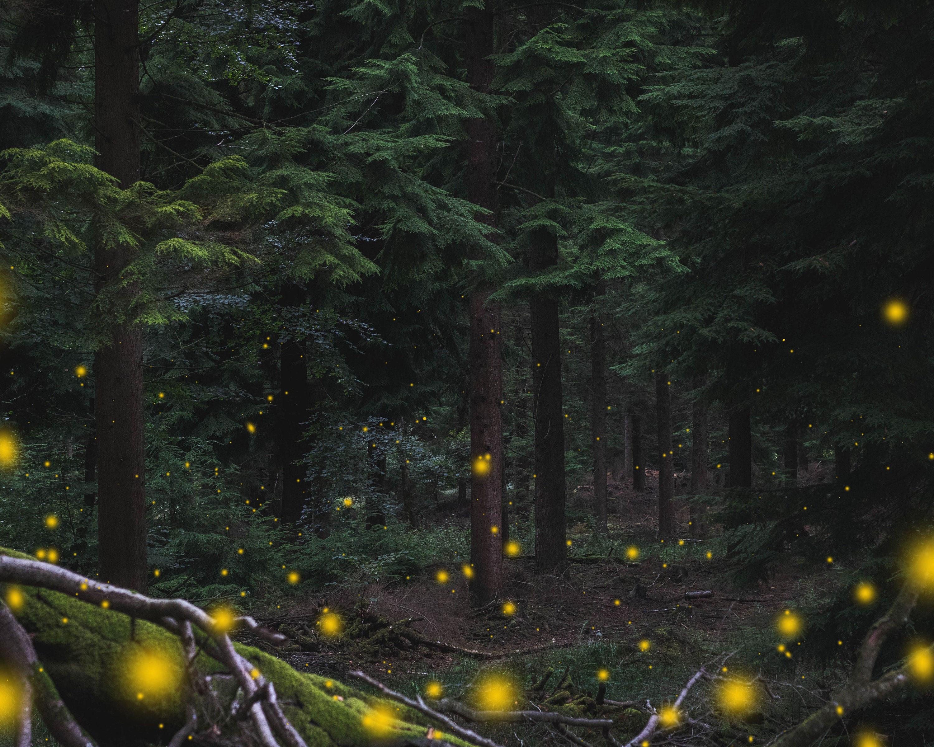 Firefly Overlays Adobe Photoshop Overlays Fire Fly Light - Etsy Australia