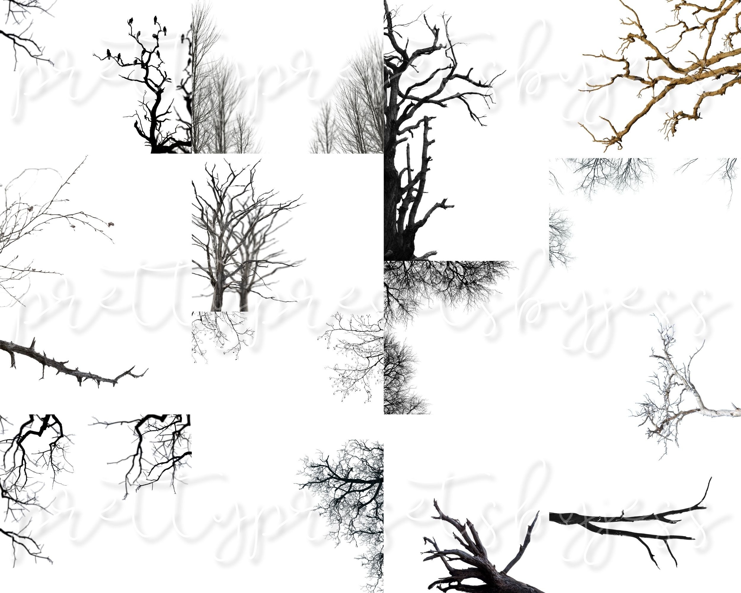 25 Bare Branches Photoshop Overlays, Autumn Overlays, Dead Tree Branch ...