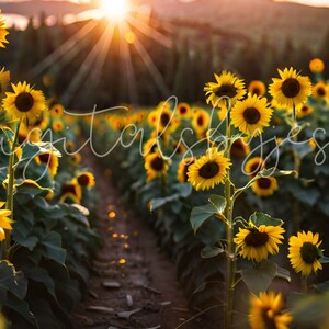 Sunflower Digital Backdrop for PS and PSE, Photoshop Sunflower Digital ...