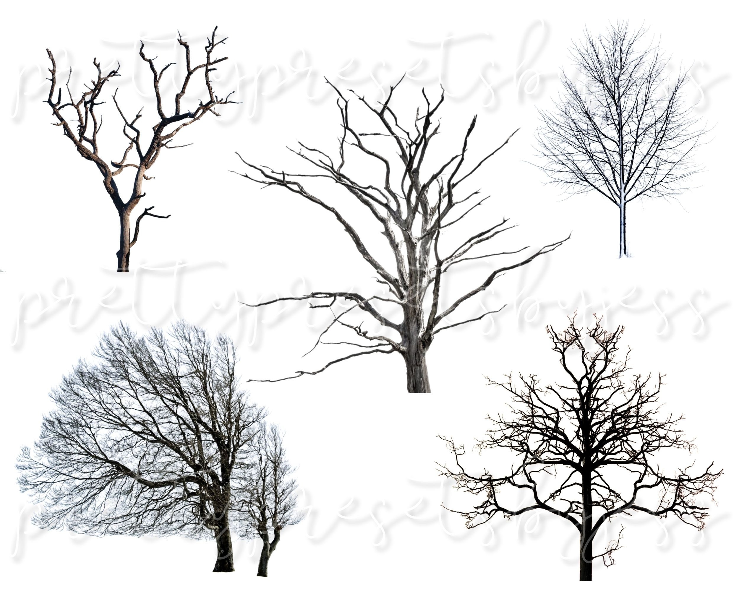 25 Bare Branches Photoshop Overlays Autumn Overlays Dead - Etsy Australia