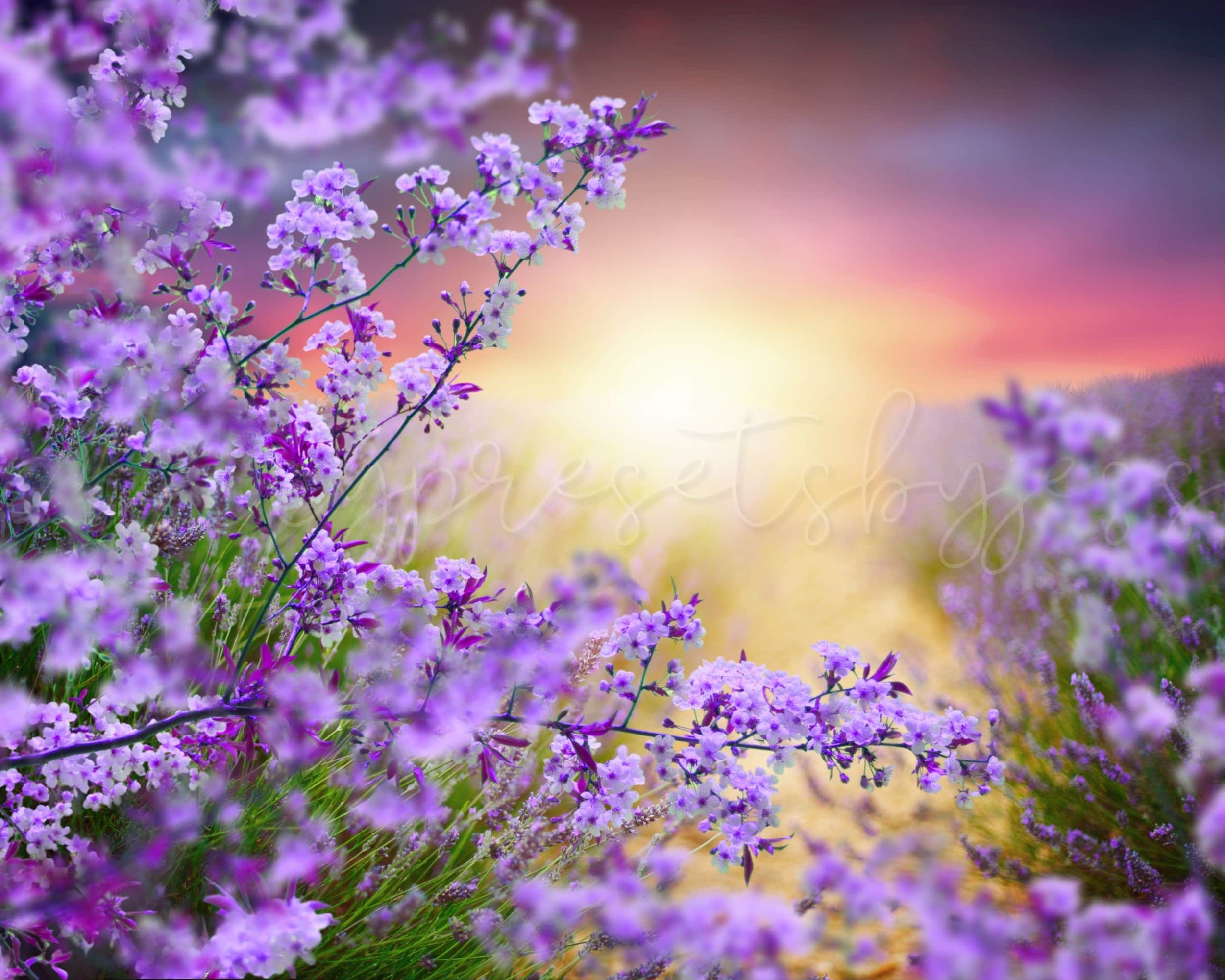 Lavender Field Backdrop, Field Overlay, Photoshop Backdrop, Lavender ...
