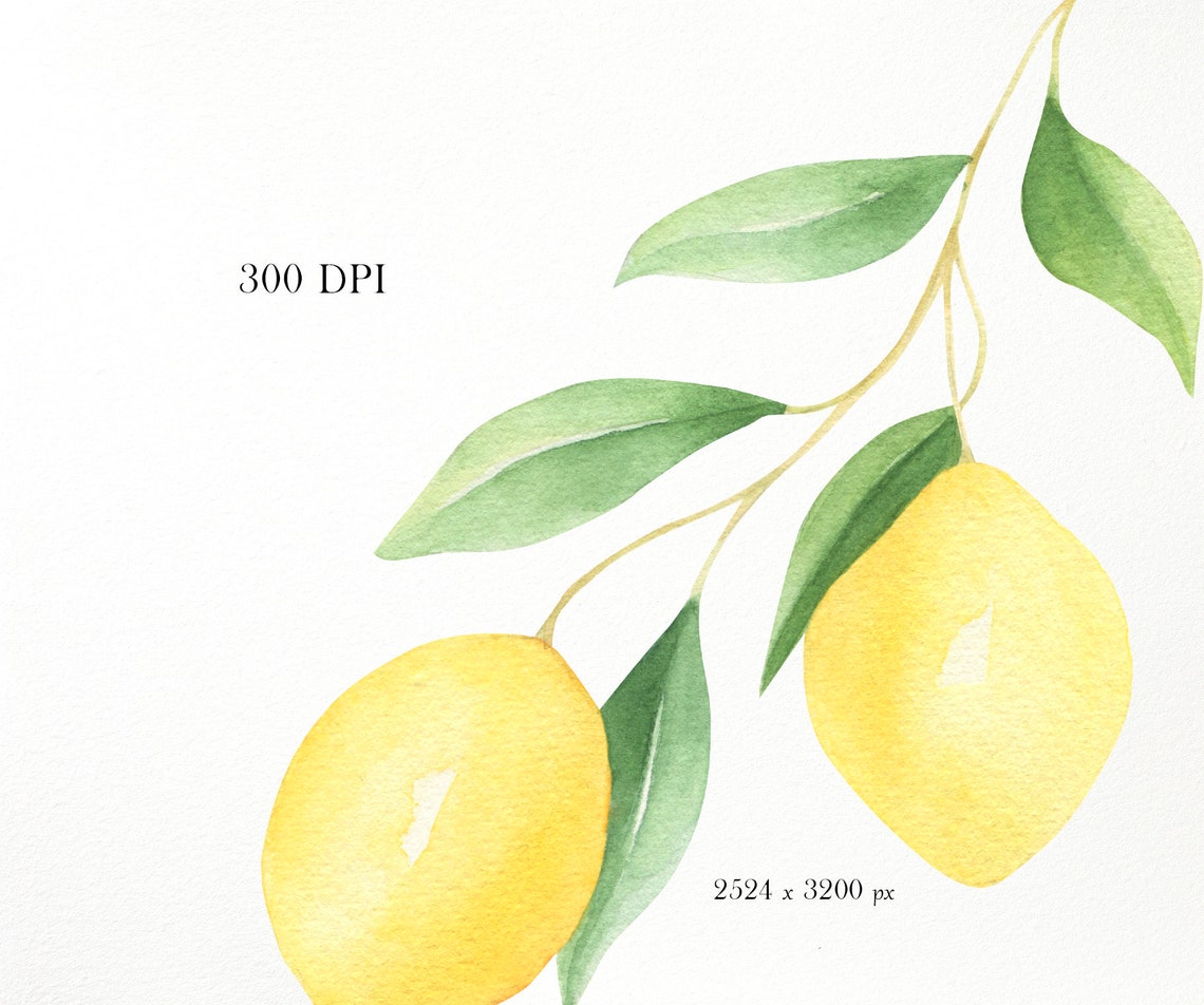 Watercolor Lemons Clipart Summer Citrus Greenery Clipart Png - Etsy