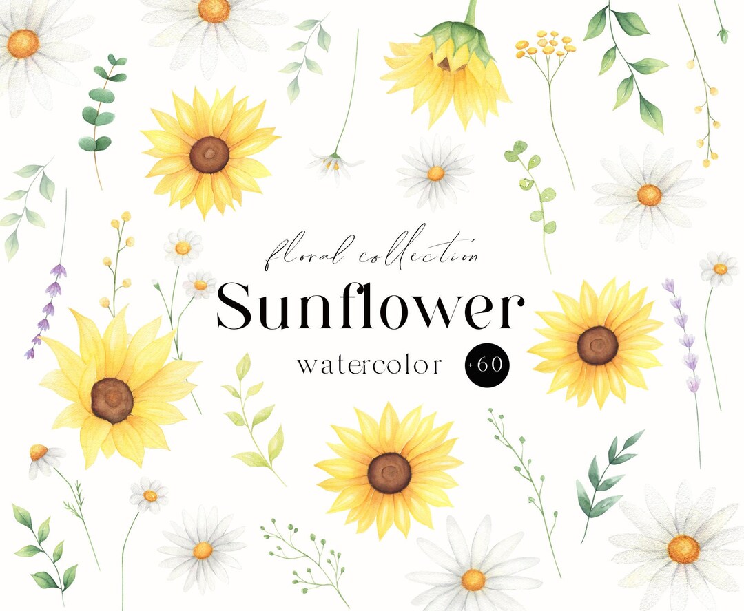 Sunflower Clipart Watercolor, Daisy Clipart Png, Sunflower Bouquet Png ...