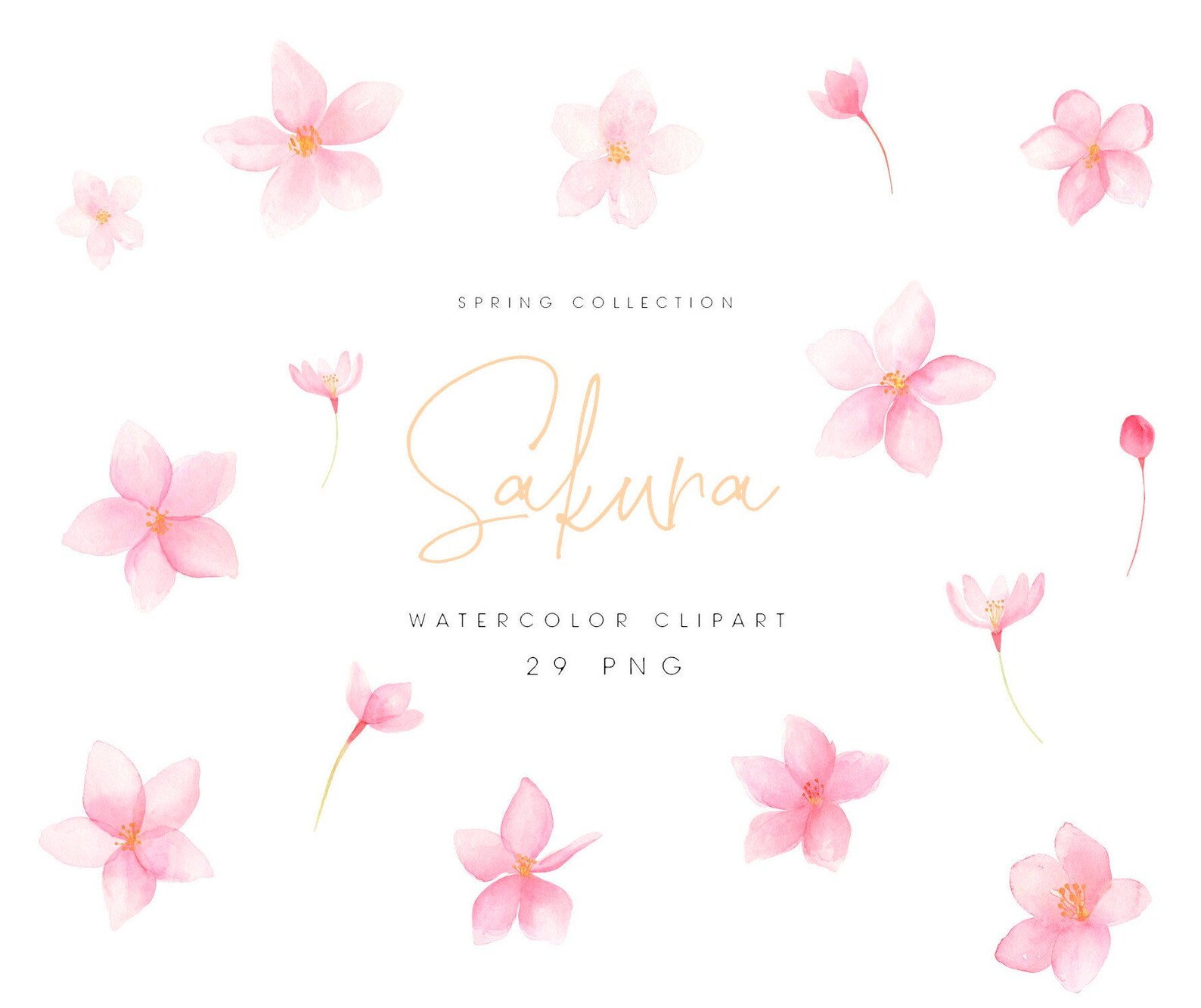 Watercolor Sakura Clipart Cherry Blossom Watercolor Flowers - Etsy