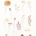 Fall Dried Flowers Boho Clipart Autumn Floral Png Boho - Etsy