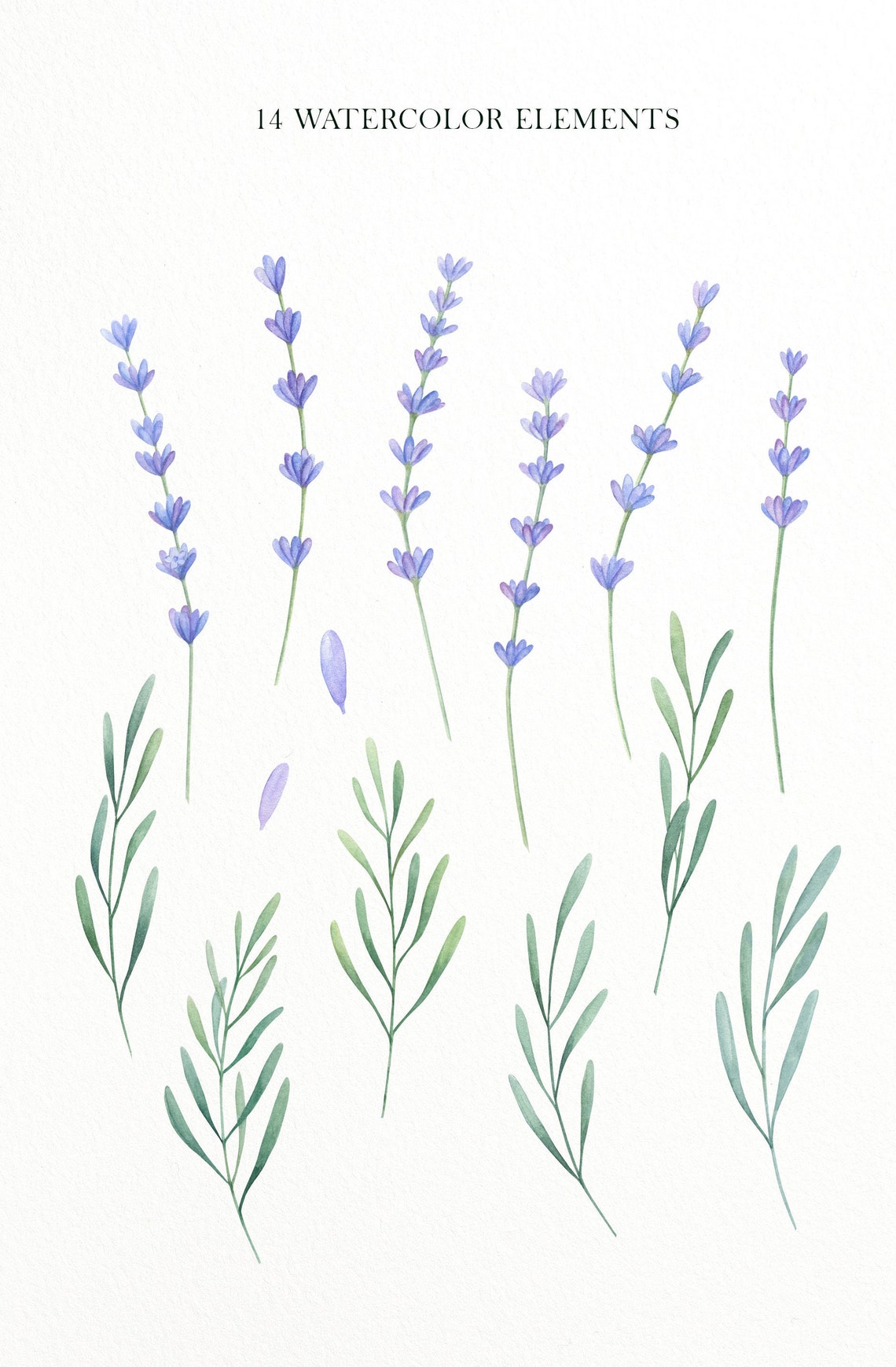 Lavender Watercolor Clipart Lavender Floral Png Rustic | Etsy